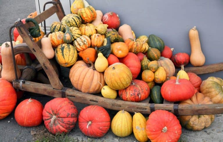 Old Time Squash Casserole - Noshing With The Nolands