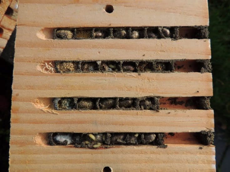 Mason Bees - How to Raise Your Own - Noshing With the Nolands